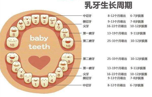 每颗牙齿的名字 知乎