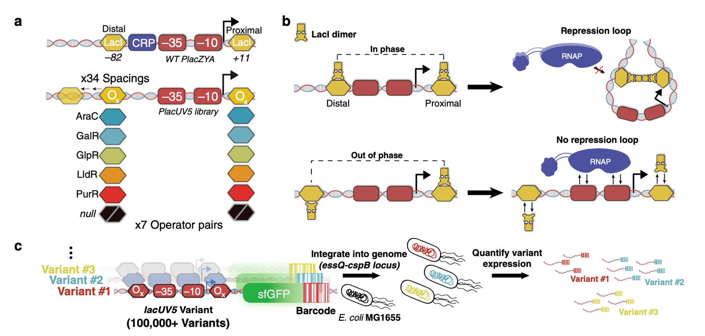 NC：解构IPTG诱导系统组件用于理性设计启动子 - 知乎