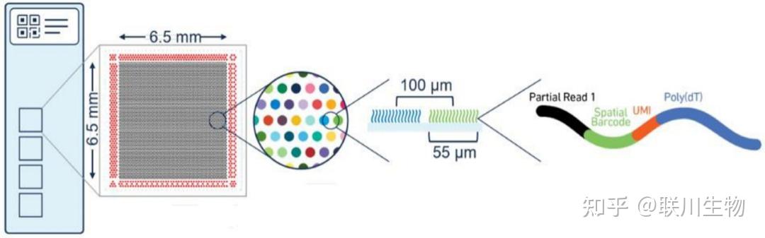 空间转录组技术到底有什么优势？如何应用？ - 知乎
