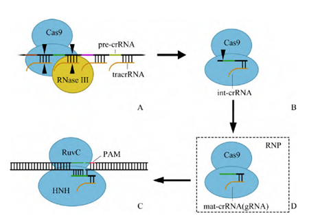 【星耀小课堂】一文全知道｜基因剪切工具“变形记”——后浪CRISPR-Cas9酶成长历程回顾 - 知乎