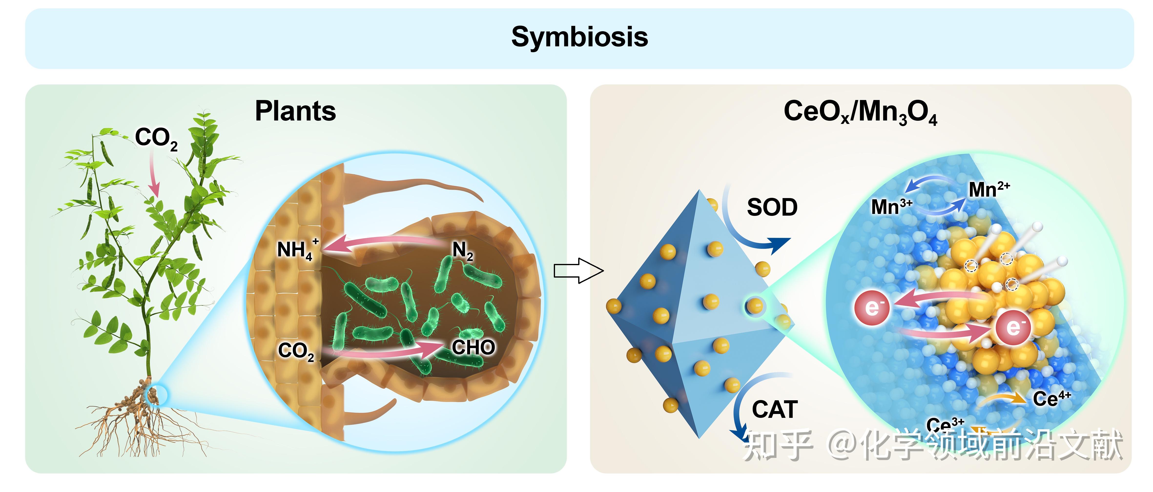 中科大吴宇恩/陈控/徐索文Angew：植物固氮作用仿生纳米酶｜基于电子转移和限域锚定的Mn-Ce共生多活性位点纳米酶用于活性氧清除 - 知乎