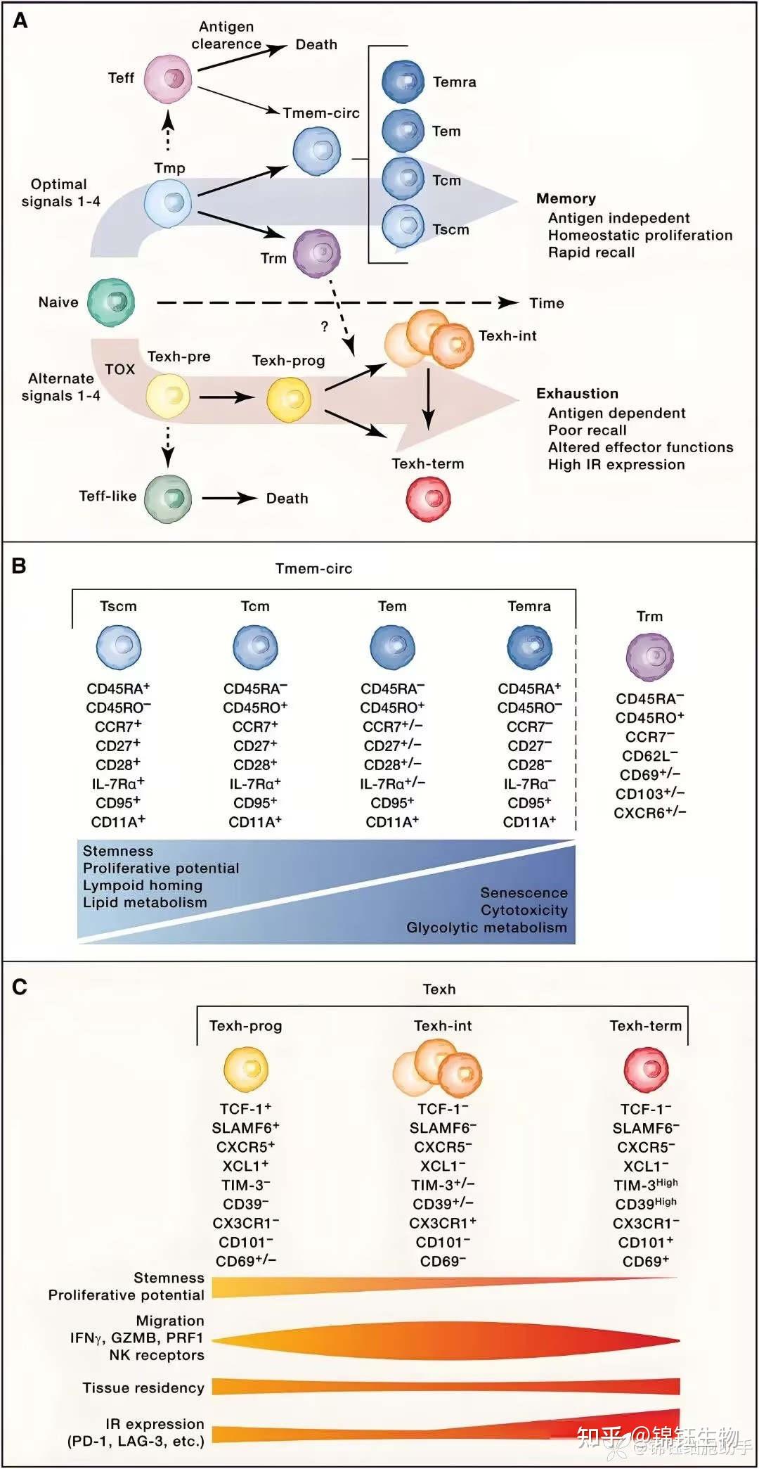 CD8+T细胞知识分享 - 知乎