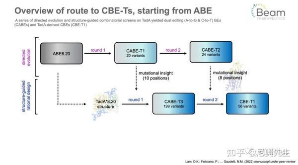 CBE-T：TadA介导的下一代CBE编辑器 - 知乎