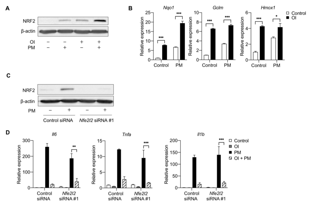 eLife丨内源性衣康酸不发挥抗炎抗氧化应急作用，外源性衣康酸发挥的抗炎作用不依赖Nrf2 - 知乎