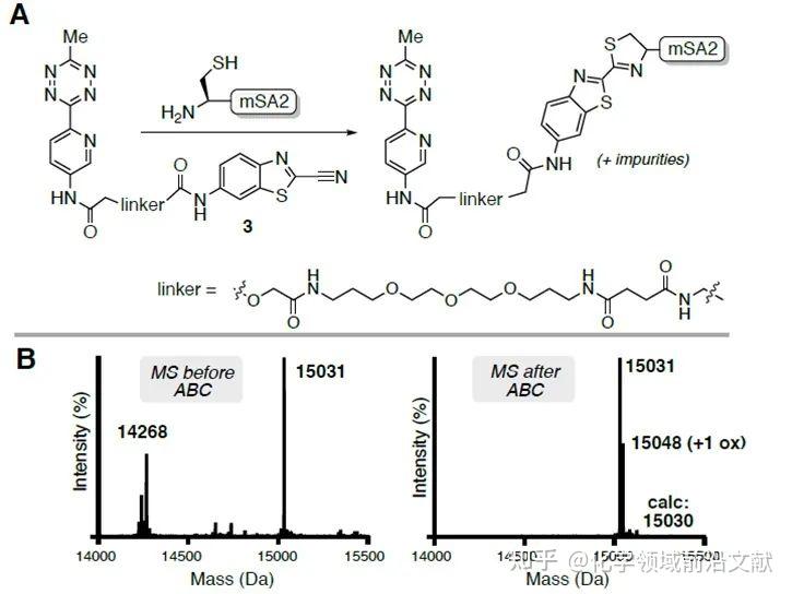 Scinto&Fox组Angew：四嗪亲和生物正交化学标签ABC-Tag及其应用 - 知乎
