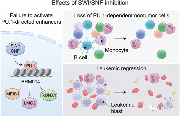 Can Res | 急性髓系白血病新靶点 - 知乎