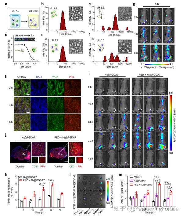 《Nat. Commun》老树开新花-基于原位生物正交点击反应大幅提升PROTACs纳米疗法靶向性 - 知乎