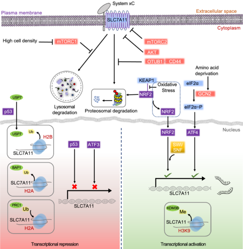 『珍藏版』综述 | SLC7A11/xCT在癌症中的作用——铁死亡，营养依赖，肿瘤治疗 - 知乎