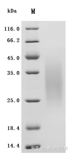 探秘CD79A 和 CD79B：B细胞信号传导与疾病诊疗的核心密码 - 知乎