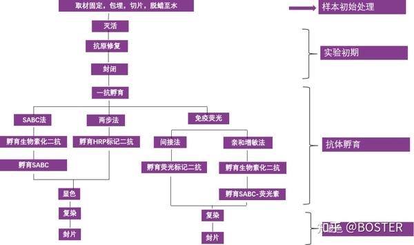 免疫组化（IHC）实验从入门要高阶一篇搞定 - 知乎