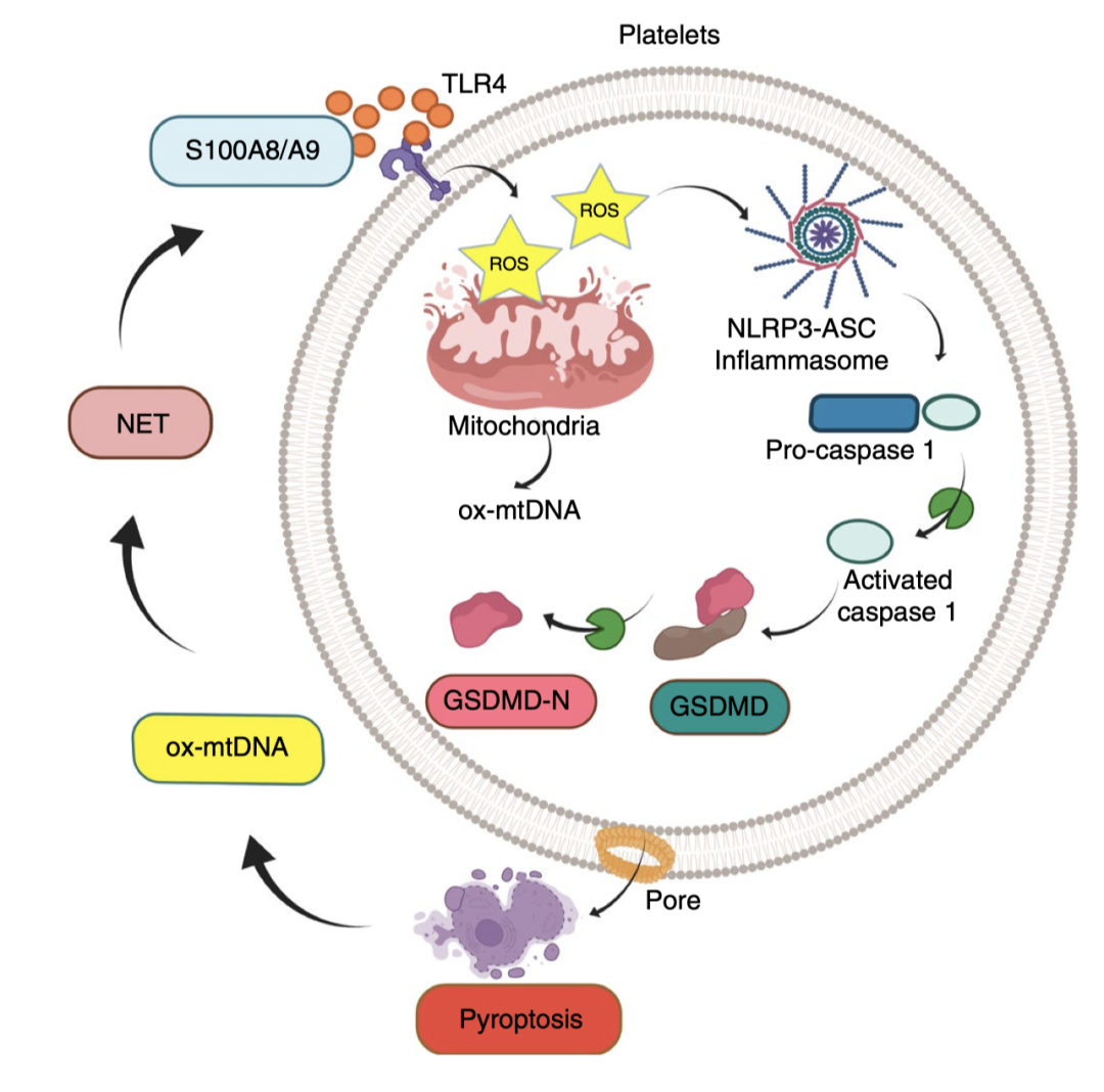 Nature最新大子刊丨脓毒症-血小板-GSDMD-NETs - 知乎