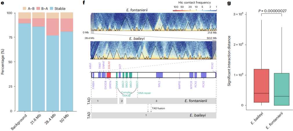 Nat Ecol Evol项目文章详解 | 兰州大学李克欣/刘建全合作揭示基因组结构变异和3D基因组进化在高原鼢鼠低氧适应中的作用 - 知乎
