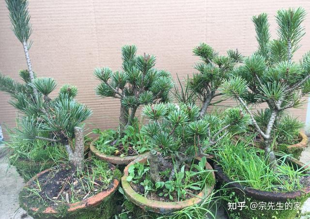 3招就能让树桩快速发芽成活，方法简单，一看就会 - 知乎