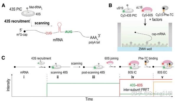 Cell | 快速40S扫描开启真核翻译启动新发现！ - 知乎