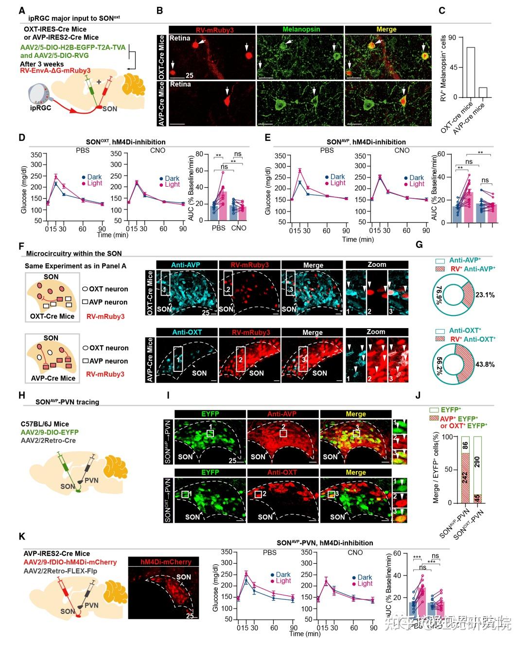中科大薛天教授团队发表顶刊Cell论文：红光可能有助于葡萄糖代谢 - 知乎