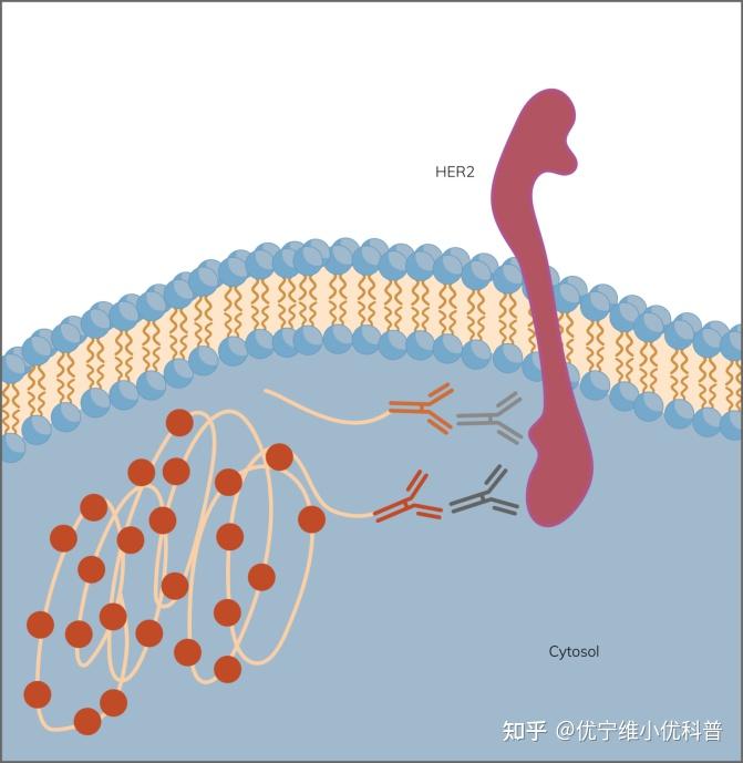 小优进修班∣Naveni® PLA技术产品应用现状1 - 知乎