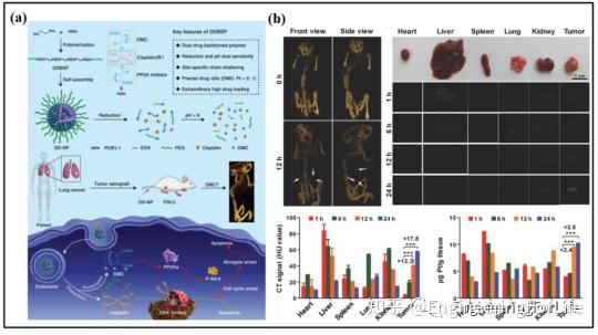 《AHM》综述：药物自给药系统--分子设计、构建策略及生物应用 - 知乎