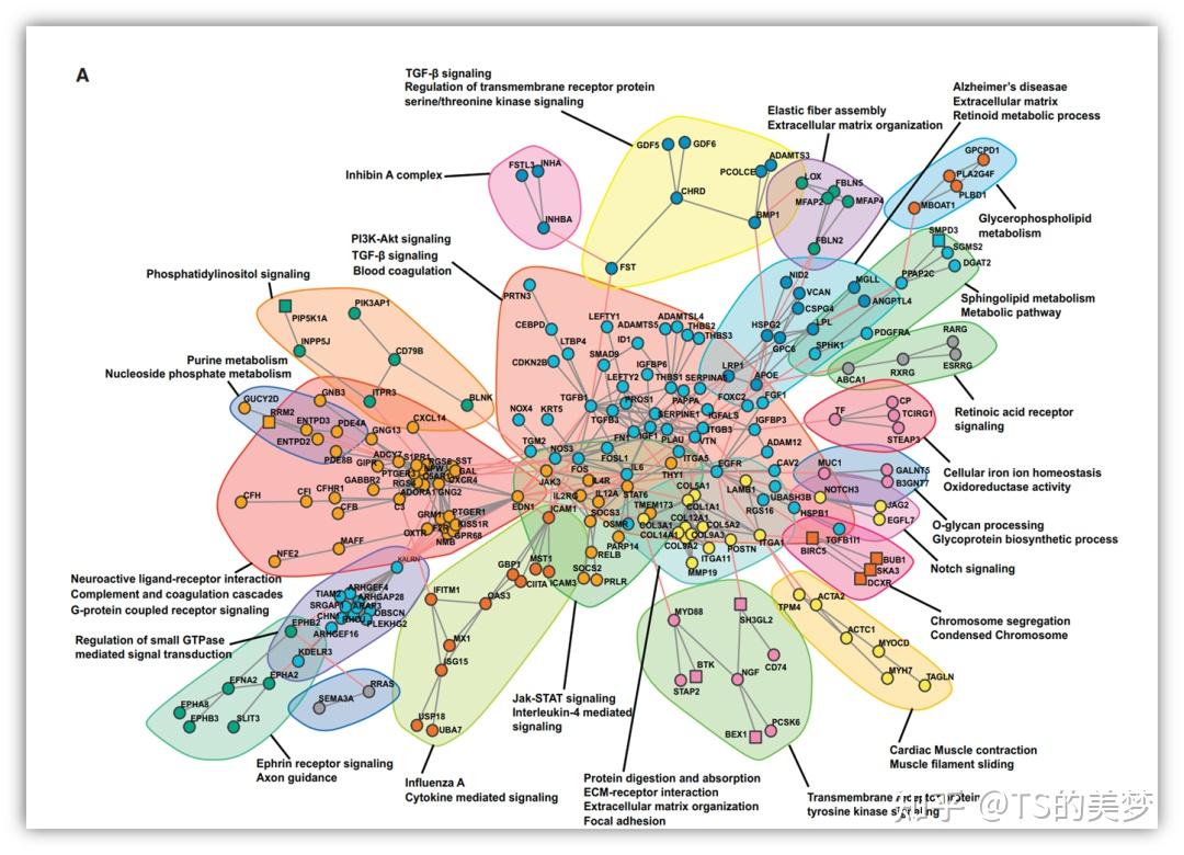 复现《Cell stem cell》图表：STRING互作分析+igraph绘制大型蛋白互作网络图 - 知乎