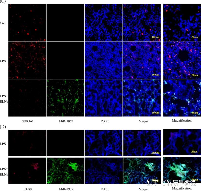 研究中医药的小伙伴们有福了!植物来源的外泌体为探索药物活性成分带来新灵感 - 知乎