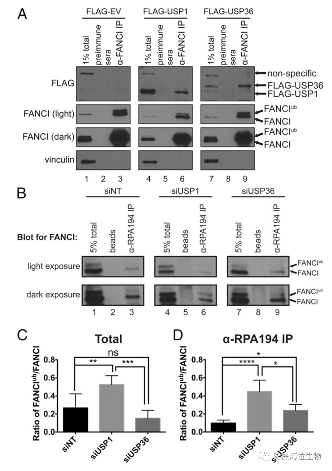 FA蛋白FANCI在核糖体的生物合成中发挥作用 - 知乎