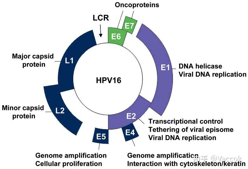 【瑞琳他抗科普馆】HPV16 E6蛋白在宫颈癌发生发展中的作用 - 知乎