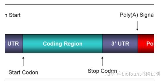 如何从总RNA中分离mRNA - 知乎