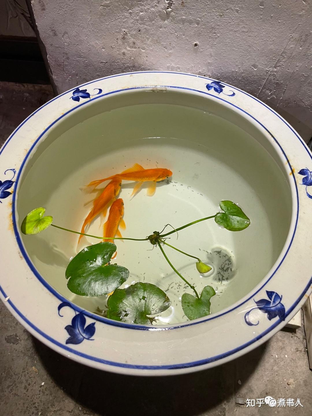 半末文学（光 神奇的存在） - 知乎