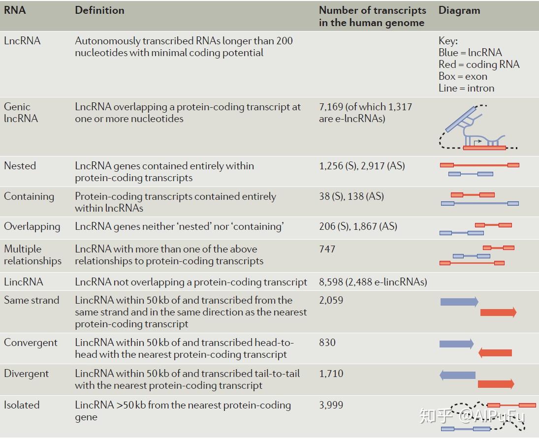 一文读懂长非编码RNA（lncRNA）的分类、功能及测序鉴定方法 - 知乎