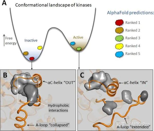 AlphaFold、变构和正构药物发现：前进之路 - 知乎