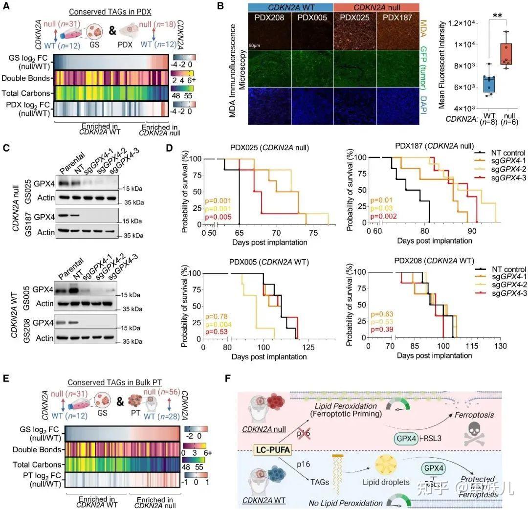 文献分享 | Cancer Cell！CDKN2A缺失会改变肿瘤脂质代谢，GPX4通路有望成为GBM的有效靶点 - 知乎