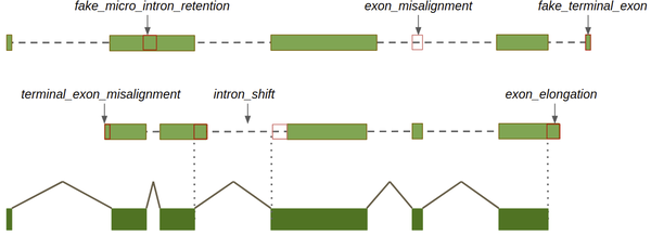 IsoQuant进行三代全长转录组分析 - 知乎