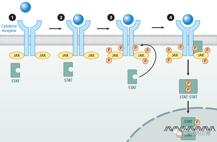 简洁优雅中蕴含着深度—JAK-STAT信号通路 - 知乎