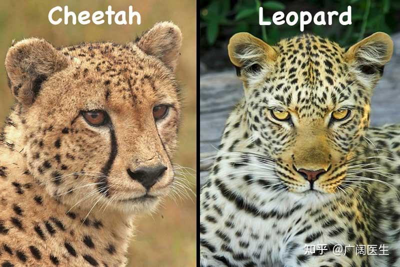 leopard和cheetah有何不同？ - 知乎