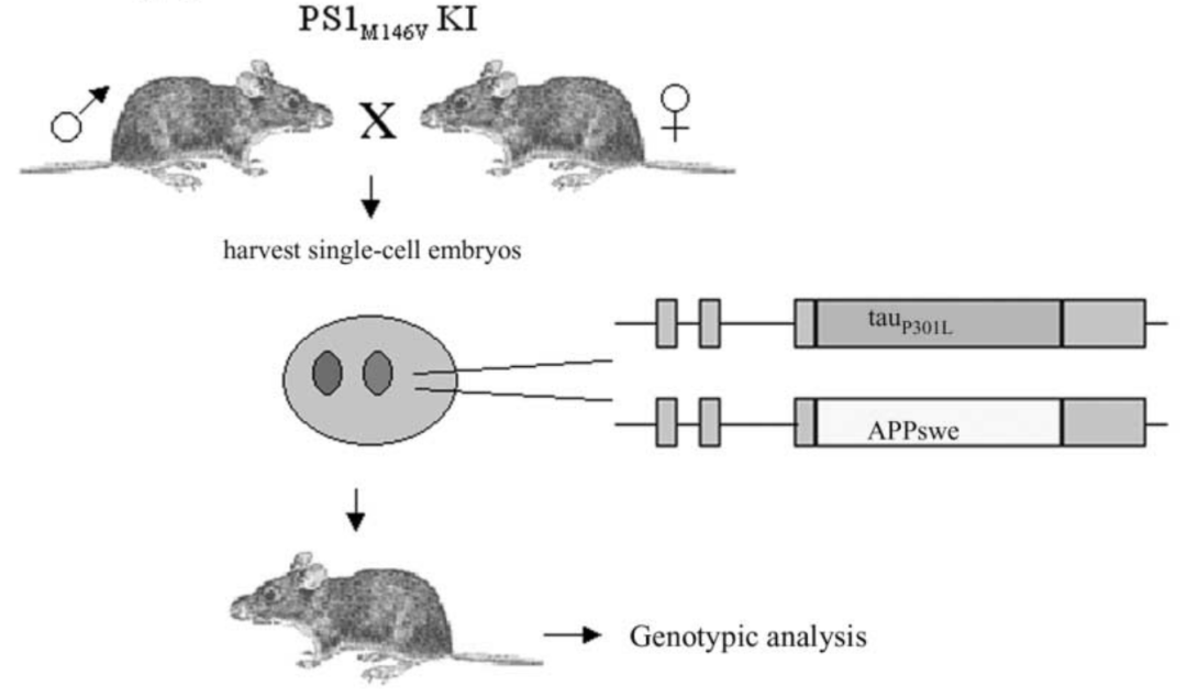 3xTg-AD（三转小鼠）— 阿尔茨海默症模型 - 知乎
