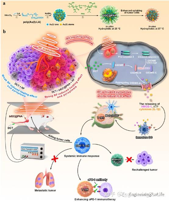 《ACS Nano》：双价金纳米簇激活焦亡增强癌症免疫治疗 - 知乎