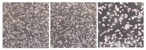 人早幼粒白血病细胞; HL 60（hl-60） - 知乎