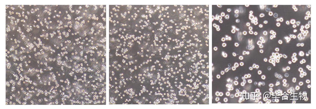 人早幼粒白血病细胞; HL 60（hl-60） - 知乎