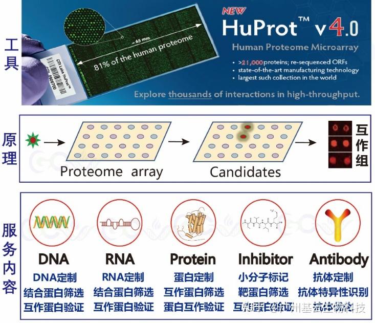 蛋白-蛋白组芯片检测验证 - 知乎