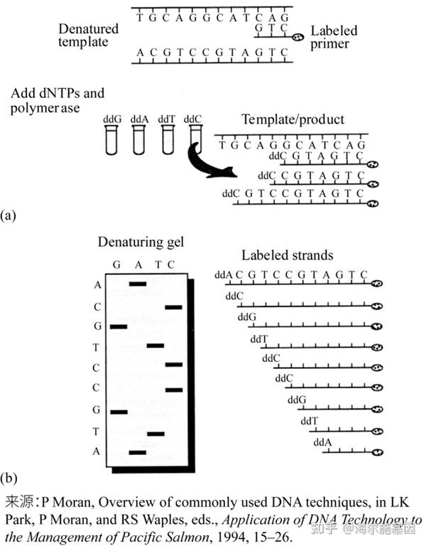 Sanger测序已经成过去式了？不！它比你想象的更强大 - 知乎