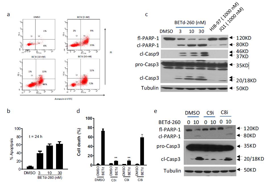 PROTAC诱导的BET蛋白降解通过触发细胞凋亡显示出强大的抗骨肉瘤活性 - 知乎