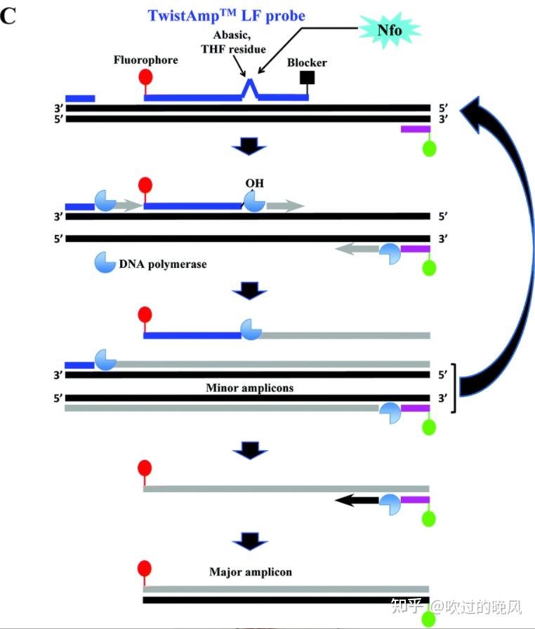综述：重组酶聚合酶扩增十年发展的综合总结 - 知乎