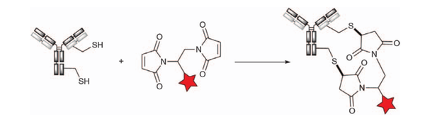 ADC的四大经典定点偶联技术 - 知乎