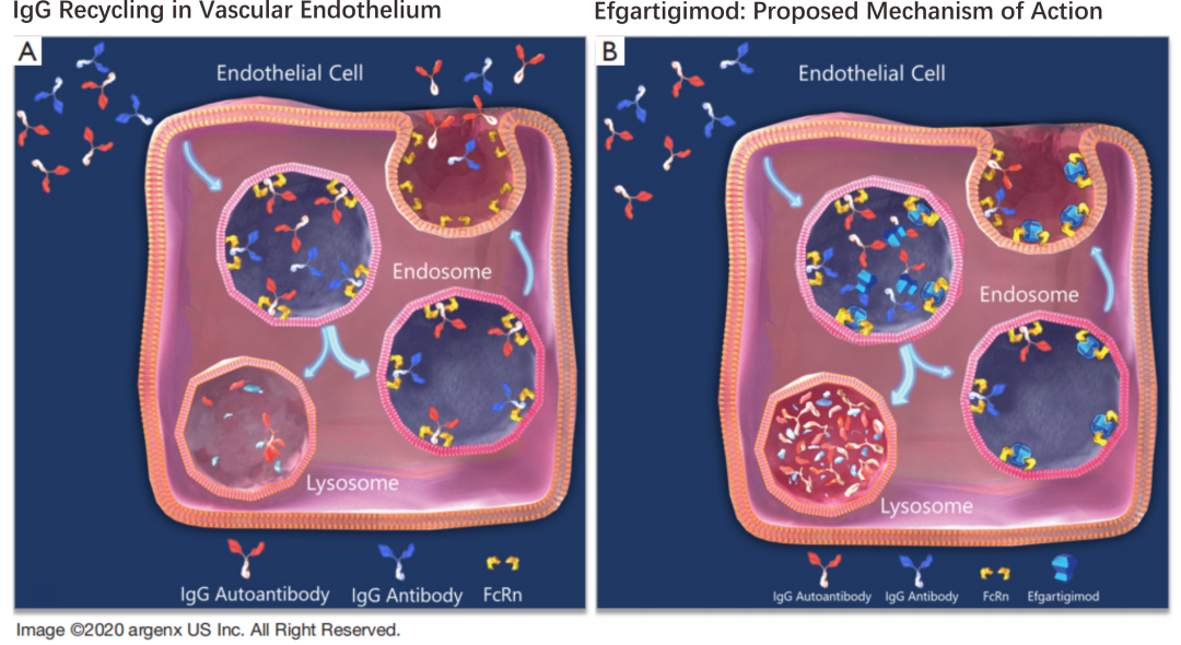 骆驼科IgG1抗体发现平台：药物开发公司Argenx介绍 - 知乎