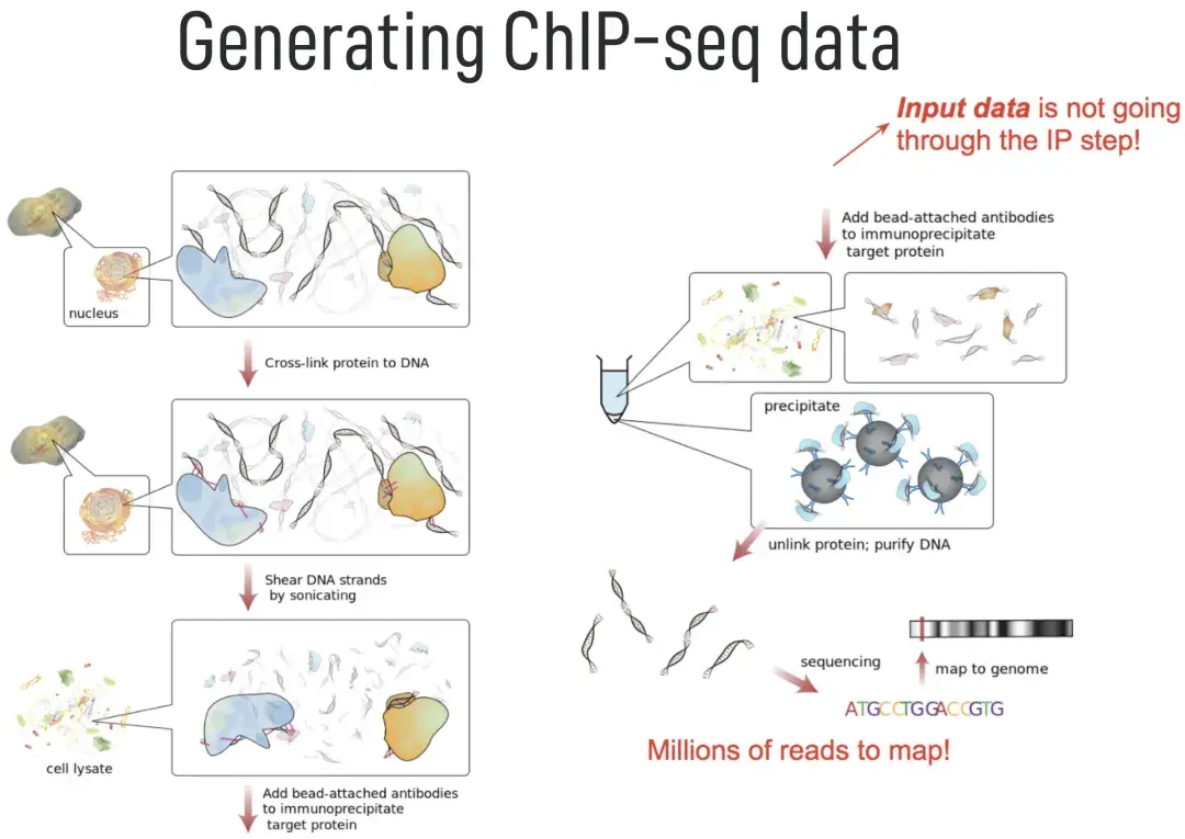 一键分析ChIP-seq数据 - 知乎