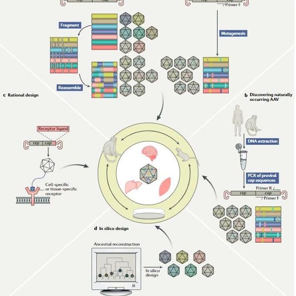 Nature综述：详述基因治疗明星载体腺相关病毒(AAV) - 知乎