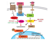 肠癌PIK3K/AKT/mTOR信号通路与靶向治疗 - 知乎