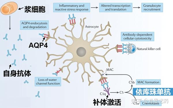 记住所有FDA生物药 | 抗CD19 | 治疗视神经脊髓炎谱系疾病NMOSD | 昕越®伊奈利珠单抗 - 知乎
