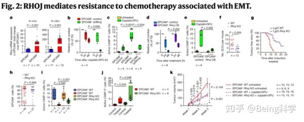 Nature | RHOJ是EMT肿瘤细胞耐药性的关键调节剂！ - 知乎