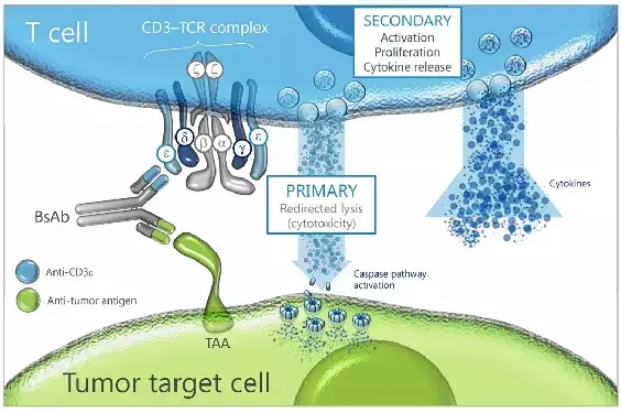 人源化CD3E、CD3EDG小鼠为CD3双抗筛选添砖加瓦 - 知乎