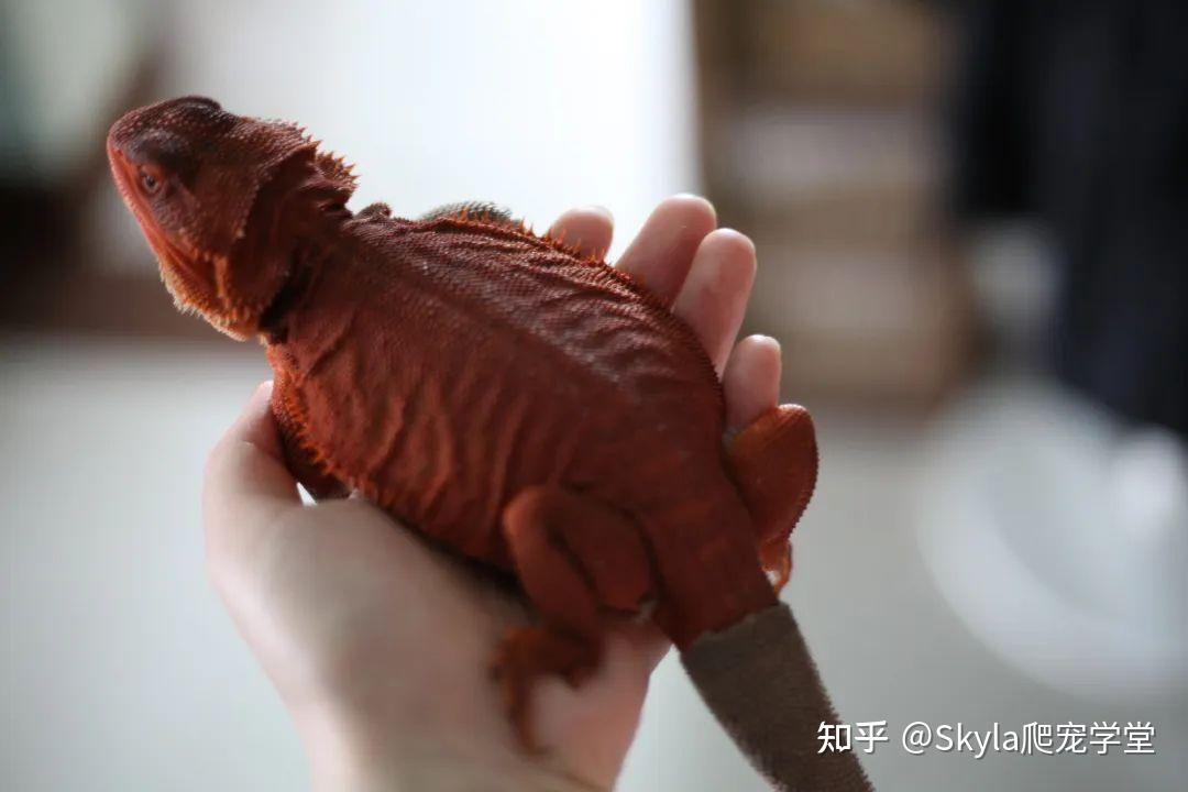 Viserion：关于鬃狮蜥便便的那些事 - 知乎